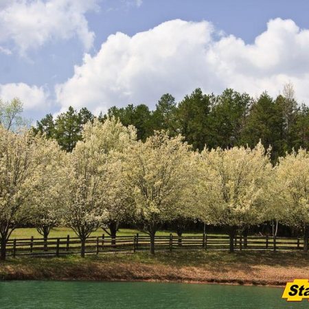 Killing Unwanted Trees | 5 Easy Ways to Kill Nuisance Trees